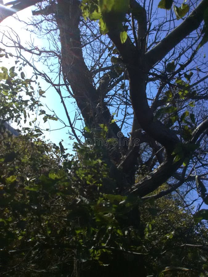 Old black walnut tree stock image. Image of walnut, tree - 164117611