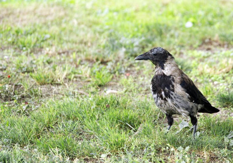 Old bird stock photo. Image of bird, wild, white, black - 126198722