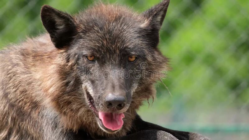 The Old Black Wolf is Breathing Hard in Sunny Weather. Stock Footage ...