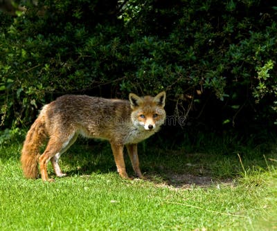 Old Blind Fox stock photo. Image of wild, season, nature - 14946756