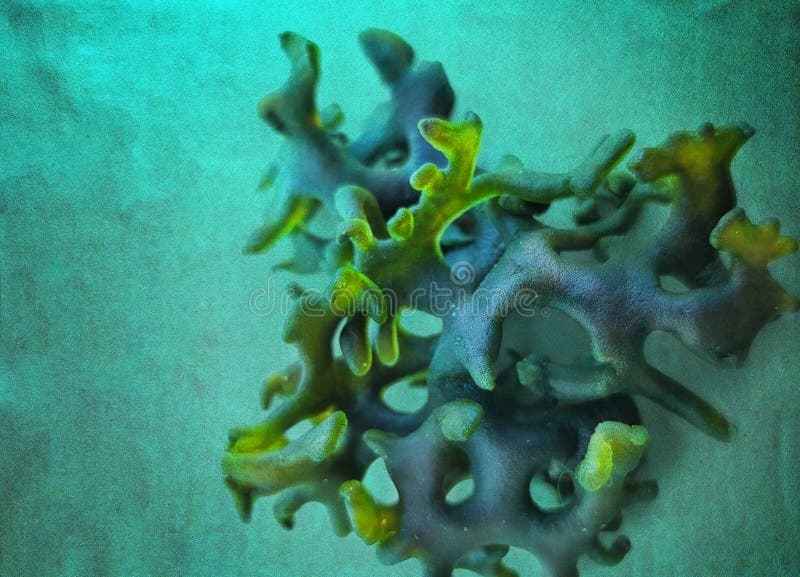 Old Paper Textured Background with Green Seaweed of Codium Genus. Green ...