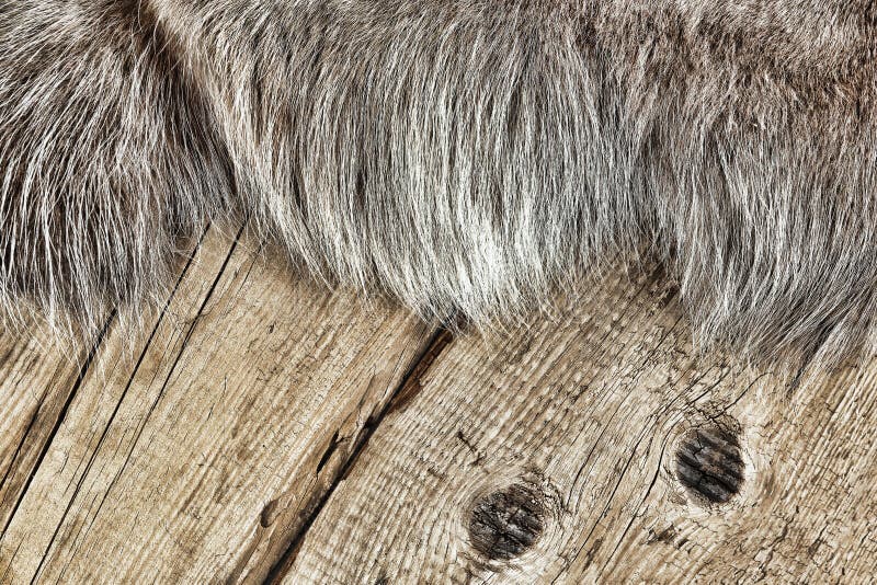 Old Boards and Reindeer Fur Stock Photo - Image of close, mammal: 55083164