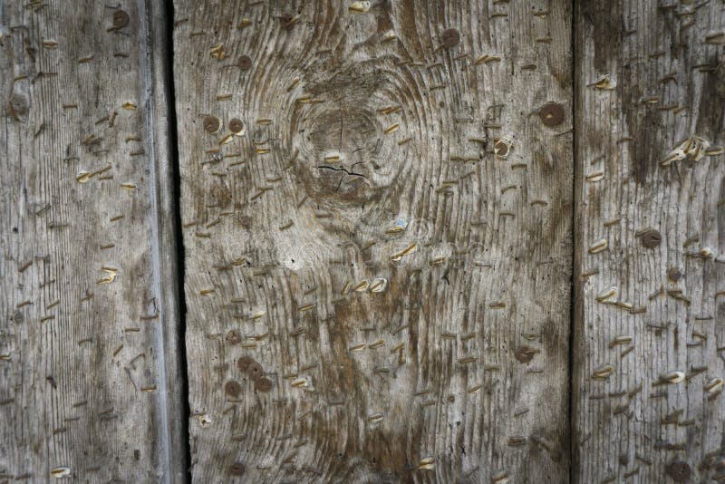 Old Boards with Rusted Staples Stock Photo - Image of closeup ...