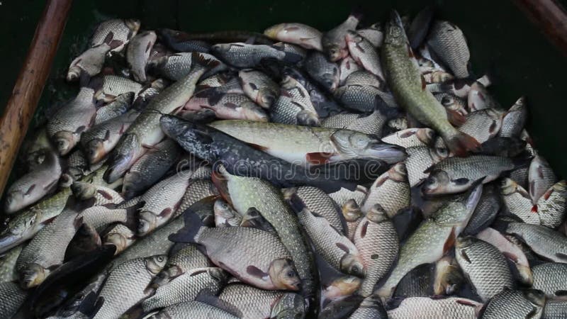 A Boat Carrying Food and Other Goods in the Ocean with Horizon Line and ...