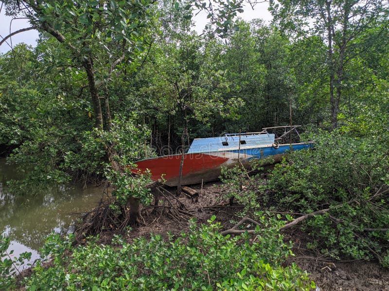 Old Boat Stranded in Mangrove Forest Stock Image - Image of wood, green ...