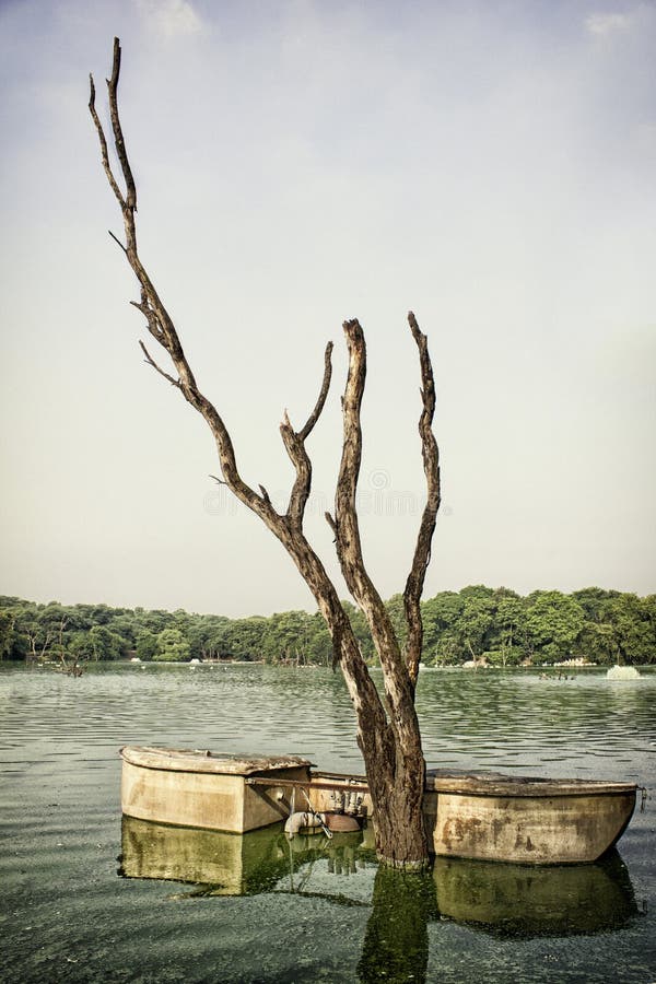 An Old Boat Stranded Next To a Dead Tree in the Middle of a Pond Stock ...