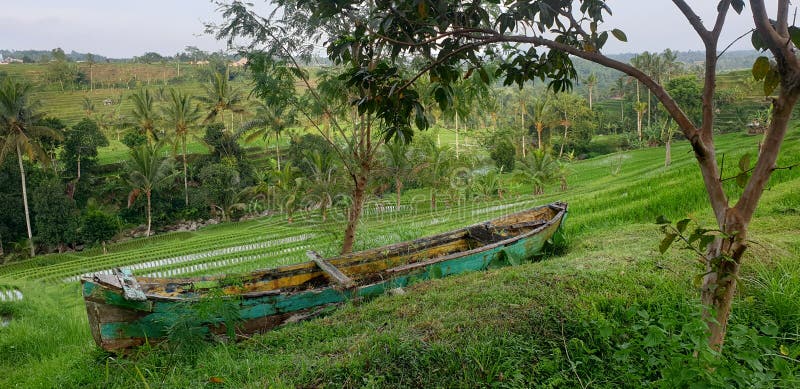 An Old Boat Stranded in a Paddy Field Stock Photo - Image of ship ...