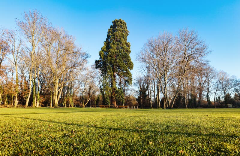 Old Bog Tree in Village Cifer - Giant Sequoias Stock Image - Image of ...
