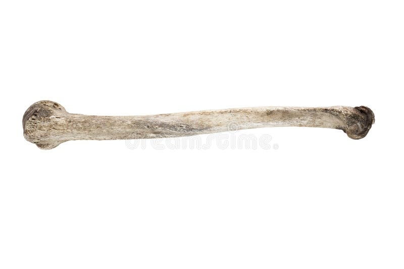Old Bone Isolated on White Background Stock Image - Image of femur ...