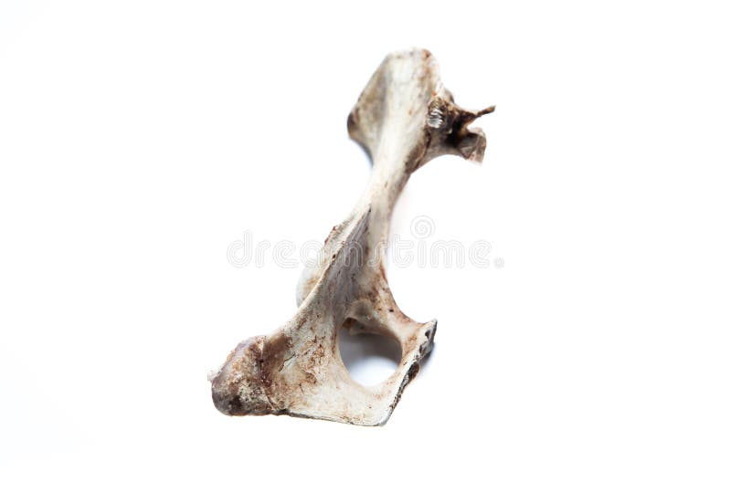 Old Bone Isolated on White Background Stock Photo - Image of isolated ...