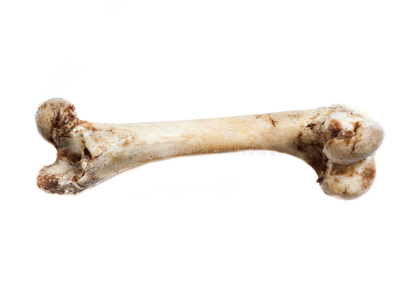 Old Bone Isolated on White Background Stock Photo - Image of dead ...