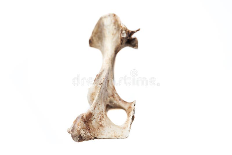 Old Bone Isolated on White Background Stock Photo - Image of dead ...