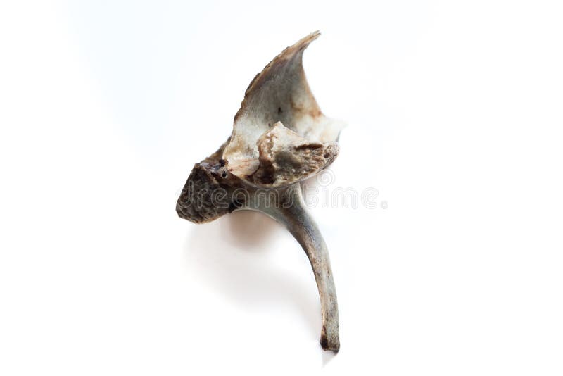 Old Bone Isolated on White Background Stock Photo - Image of dead ...