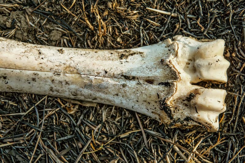 Scary Skeleton Lying In Grass Stock Photo - Image of hands, night ...