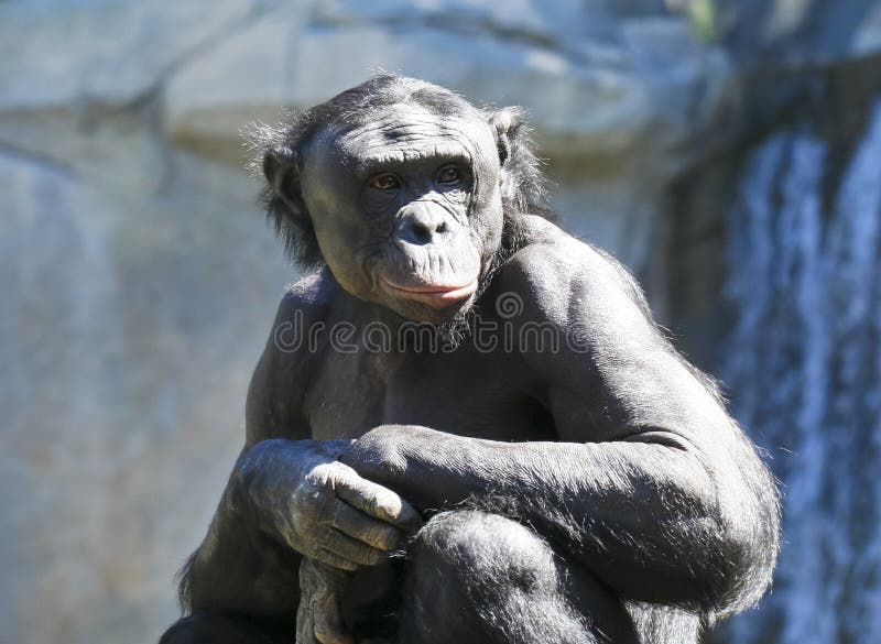 An Old Bonobo Sits in the Sun Stock Photo - Image of mammal, primate ...