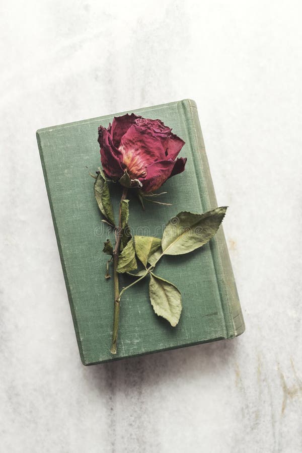 Old Book with Beautiful Dried Rose Stock Image - Image of flower, paper ...