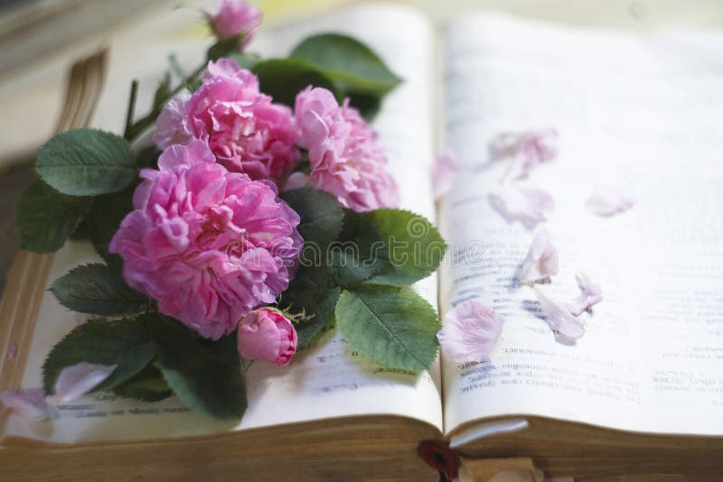 An Old Book with a Bouquet of Ancient Pink Roses, Summer Reading ...