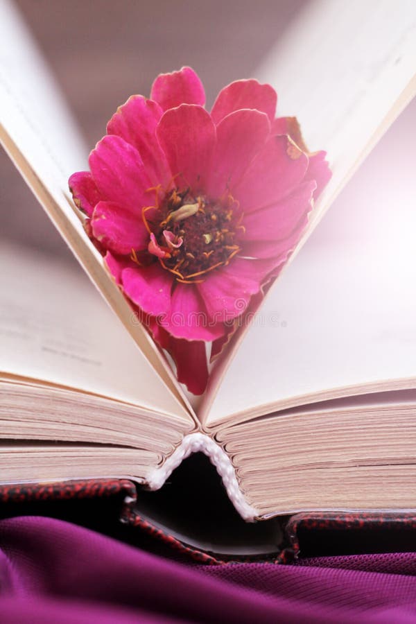 Old Book with Romantic Pink Flower Stock Image - Image of story, plant ...