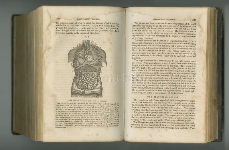 Old Book, Vintage and Anatomy Study of Digestive System in Manuscript ...
