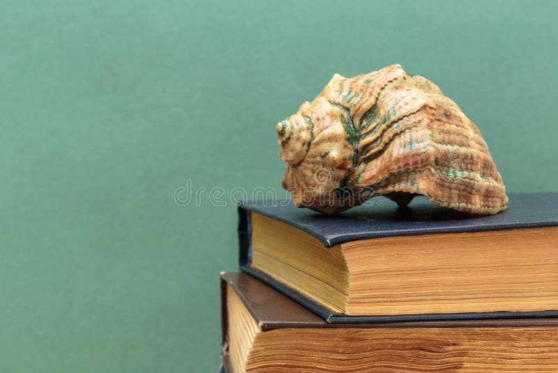 Old books and seashell stock photo. Image of wood, antique - 159187996