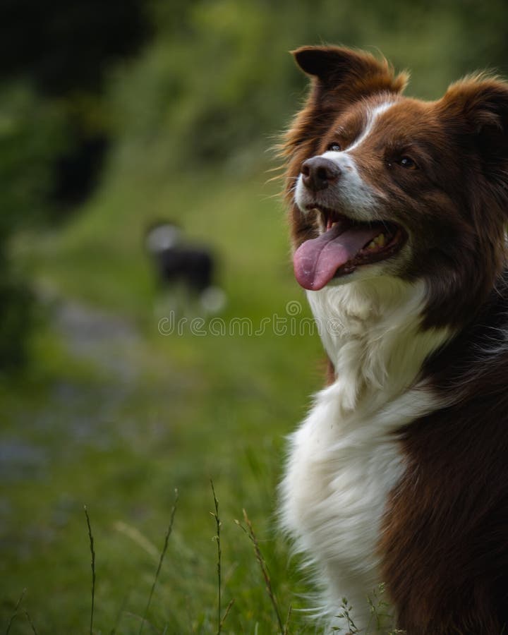 Old border collie portrait stock photo. Image of portrait - 190679020