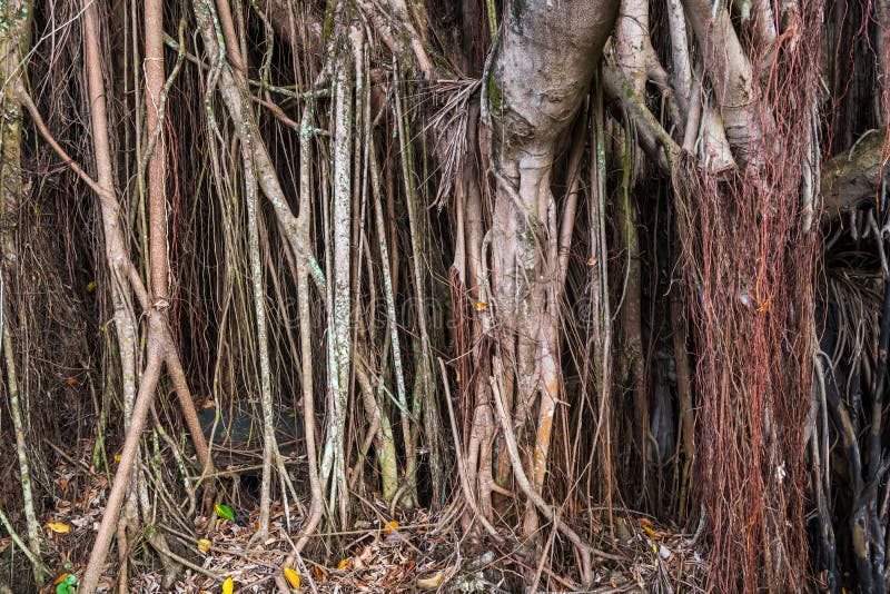 Old Bot or Banyan Tree Big Roots Stock Image - Image of nature, closeup ...