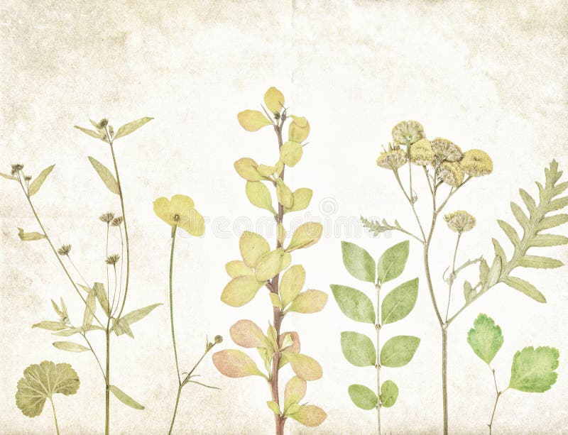 Old Botany Plants Paper Background Stock Illustration - Illustration of ...