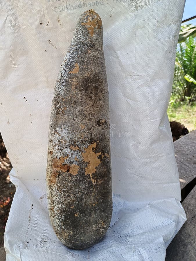 Old Bottle Gourd with Natural Decay on White Background Stock Image ...