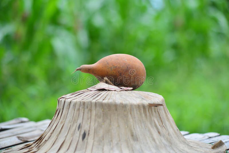 Wax gourd or Bottle Gourd stock image. Image of chilli - 58067229