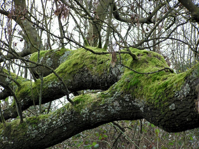 Old Bough stock image. Image of plants, wood, plantlife - 280273