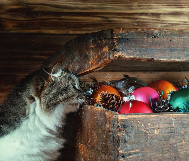 An Old Box with Christmas Decorations and a Cat Stock Image - Image of ...
