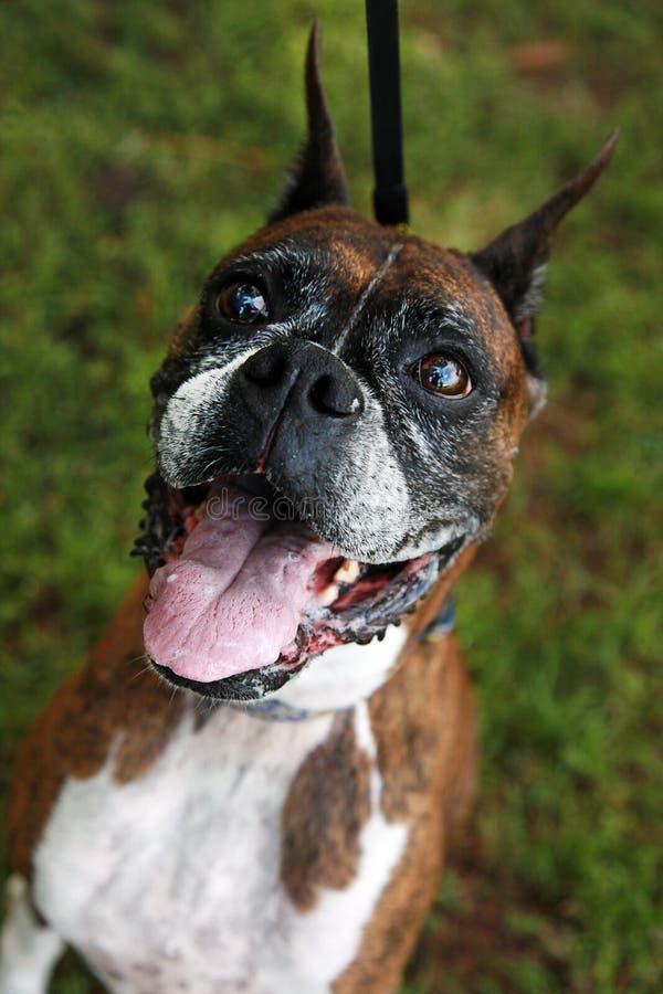 Old boxer dog face stock photo. Image of older, graying - 77877422