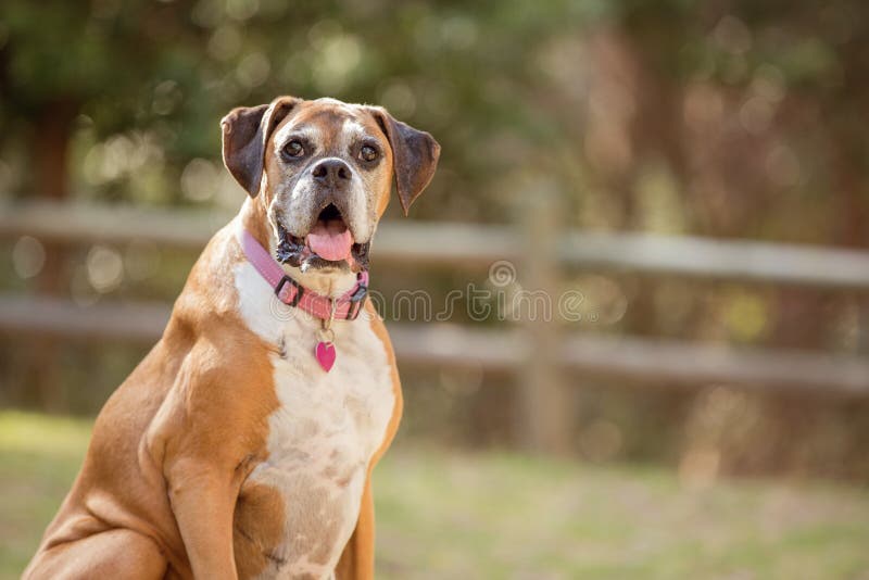 An Old Boxer Dog in the Forest. Stock Photo - Image of park, boxer ...