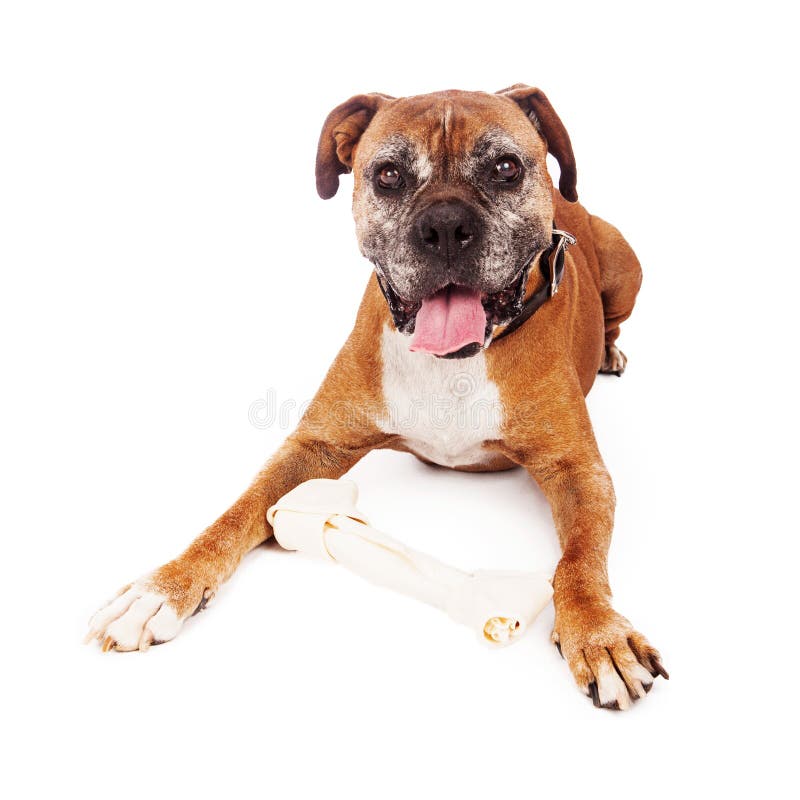 Boxer Dog Laying Down and Isolated on White Stock Image - Image of ...