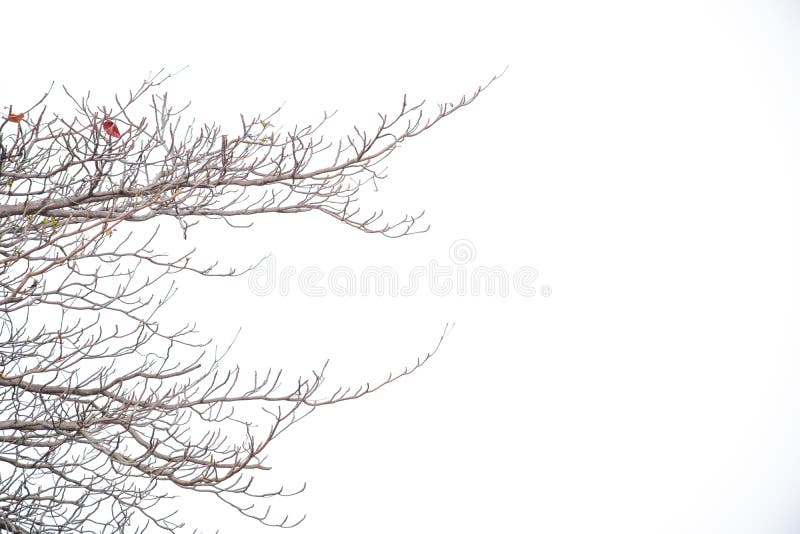 Old Branch No Leave Tree Outdoor Background Stock Photo - Image of ...