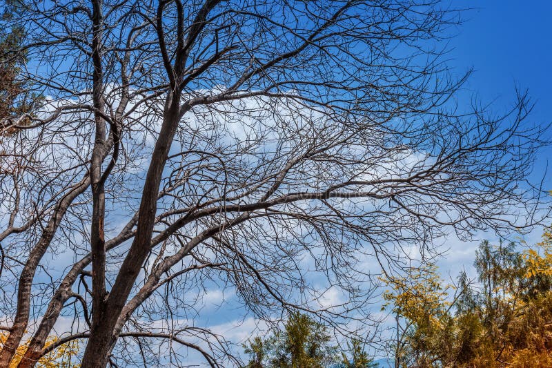 Old branch tree stock photo. Image of clouds, garden - 76199360
