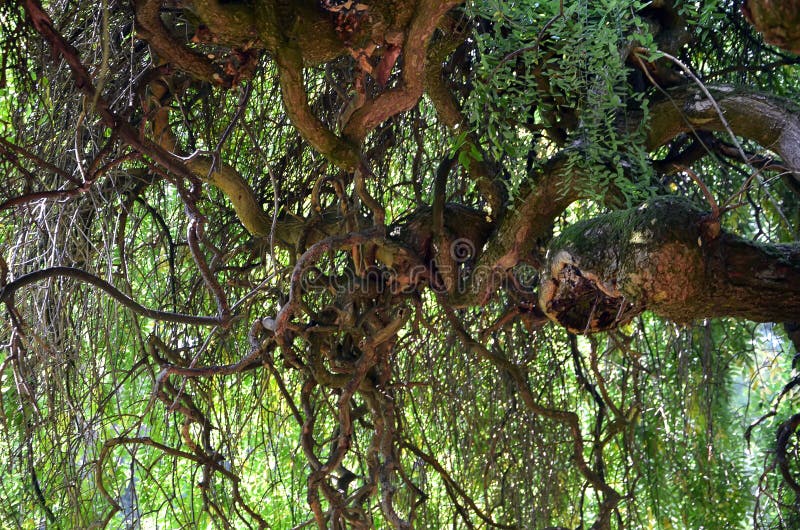 Old Branches of Big Old Tree and Leaves Stock Image - Image of tree ...