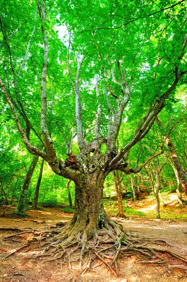 Old branchy stock photo. Image of light, solitary, foliage - 27627580