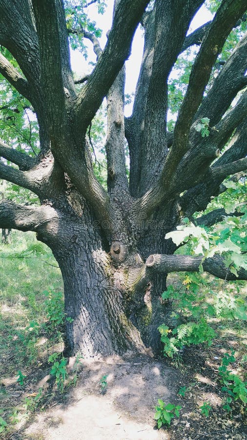 Old Branchy Oak in the Park Stock Photo - Image of park, nature: 156233512
