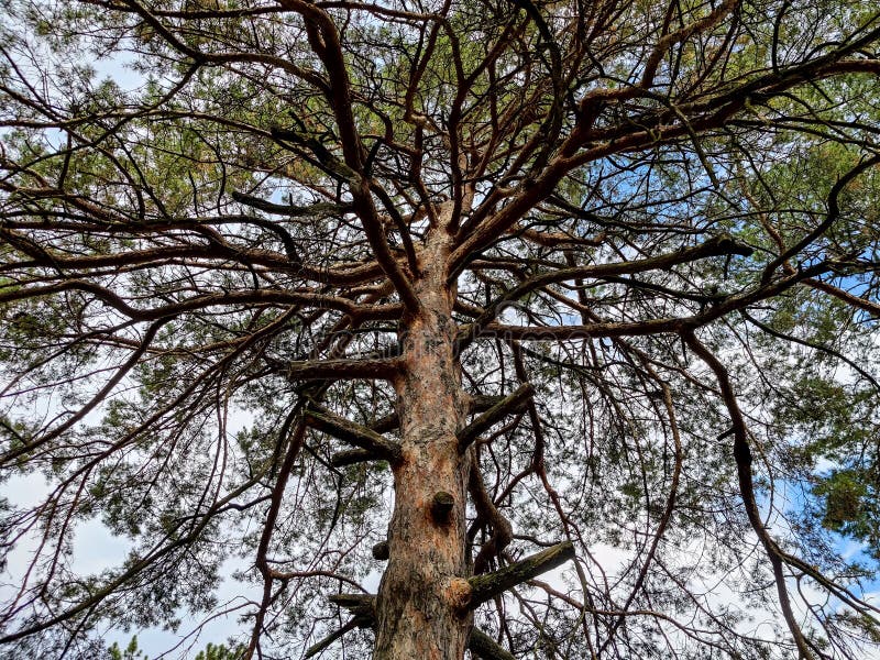 Old Branchy Pine Tree. Traces of Dried, Cut Branches. Dense Thickets ...
