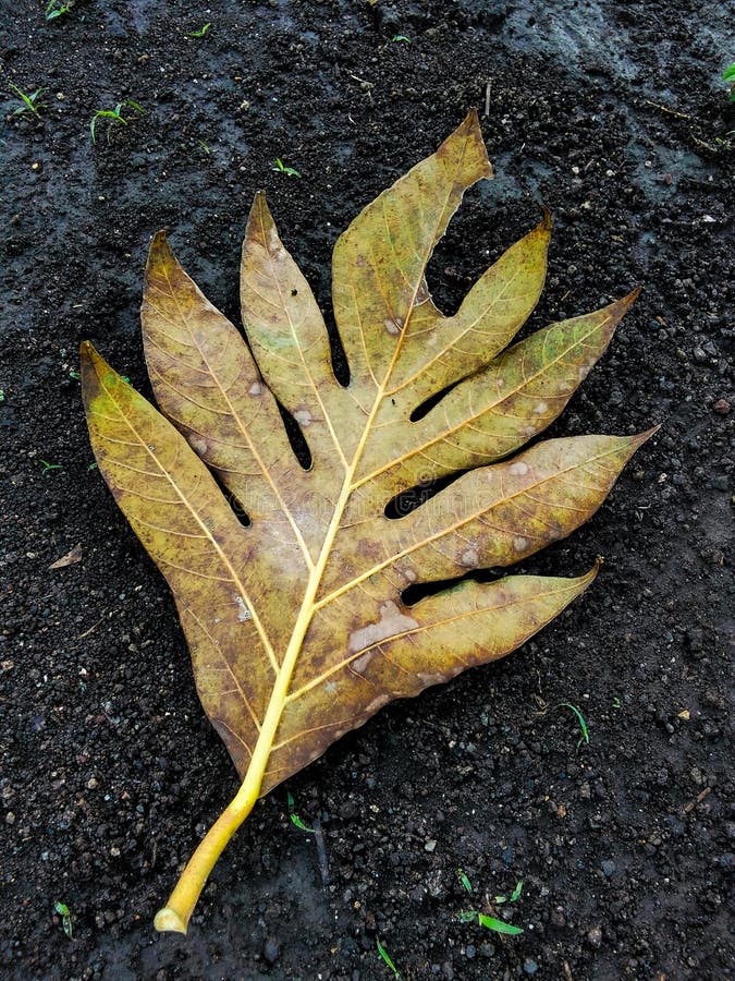 Old Breadfruit Leaves Appear To Be Lying on the Ground Stock Image ...