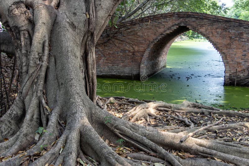 Old Brick Bridge with Massive Tree Roots on the Shore Stock Photo ...