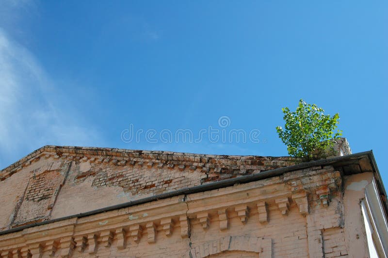 Old Brick House with Vegetation Bush on Roof Stock Photo - Image of ...