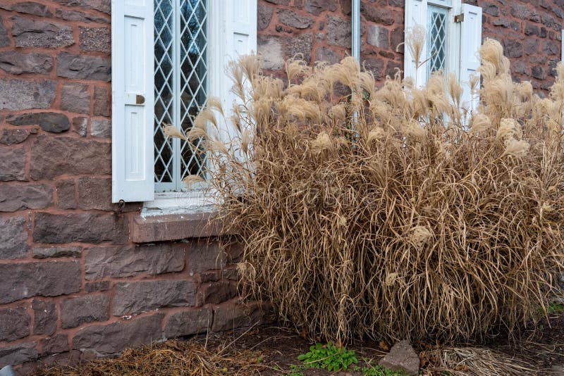 Old Brick House with Vintage Windows and a Bush in Front of it Stock ...