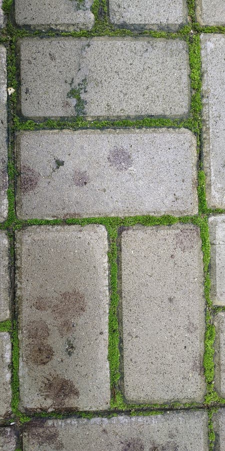 Texture moss at the brick stock image. Image of grass - 208092027