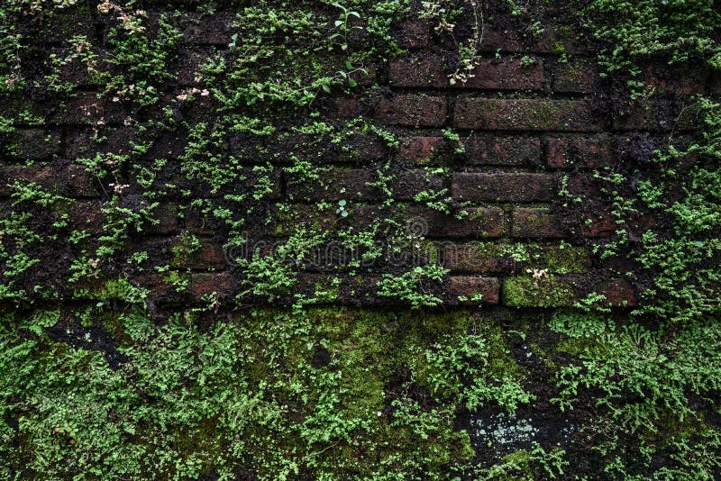Old Brick Moss-covered Wall Stock Image - Image of flora, mossy: 159478213