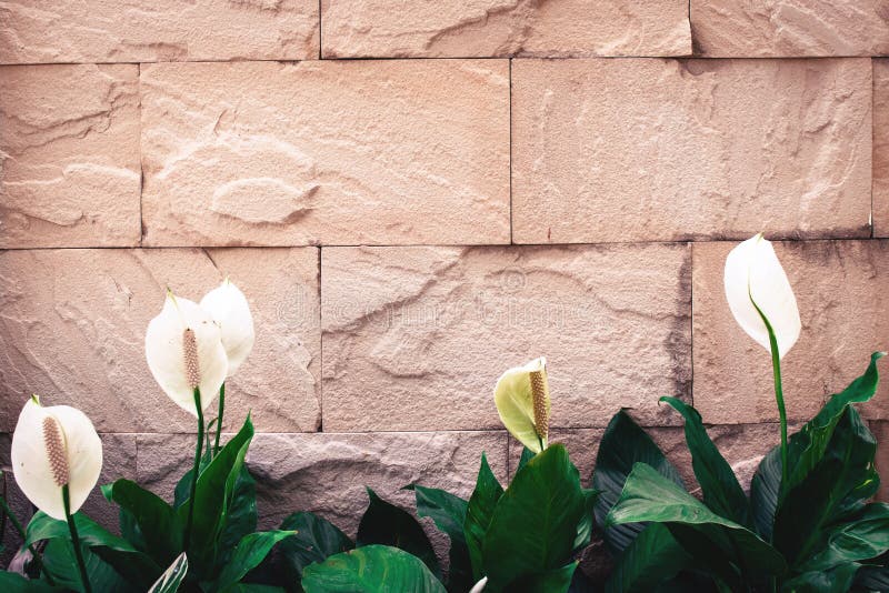 Old Brick Wall Background Texture Decorative with White Flower O Stock ...