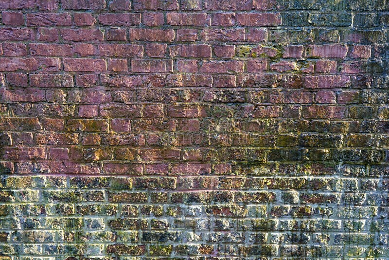 Old Brick Wall Covered with Green Algae Like Layer and White Colour ...