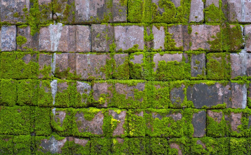 Old Brick Wall with Green Moss. Background and Texture for Design Stock ...