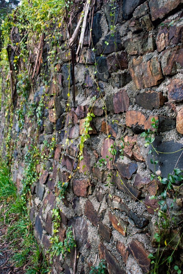 Overgrown Brick Wall stock photo. Image of plant, brick - 192051014